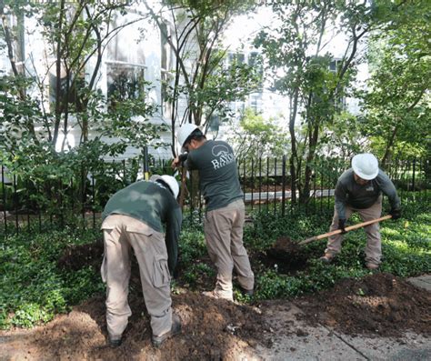 Trees And Hedges For Every Landscape Bayou Tree