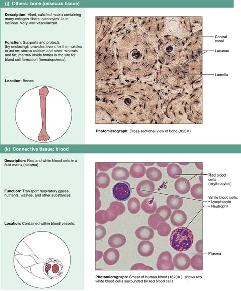 Bone Osseous Tissue Types Structure Function Importance Science Hot