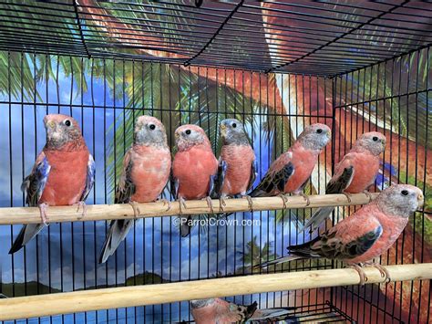 Rosy Bourke Parakeet For Sale Updated March 2026