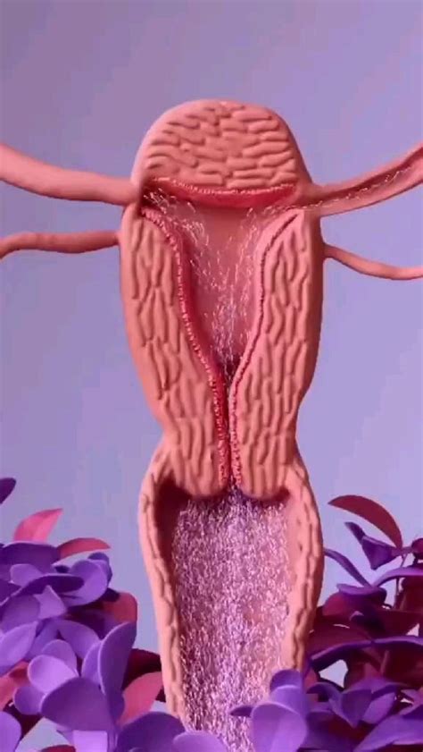 Human Fertilization Basic Anatomy And Physiology Medical Videos