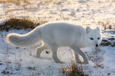 Lis Polarny Vulpes Lagopus Zimą W Syberyjskiej Tundrze Zdjęcie Premium
