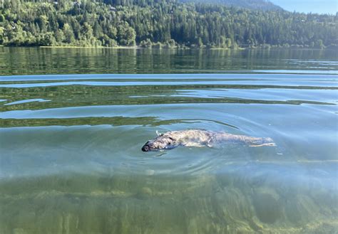 Updated No Definitive Answers To Cause Of Dead Fish Floating In