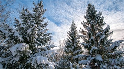 Heavy Snow On The Tall Pine Trees Wallpaper Nature Wallpapers 54588