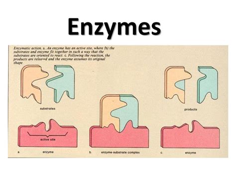 Enzymes Are Made Of This Particular Organic Compound At Douglas