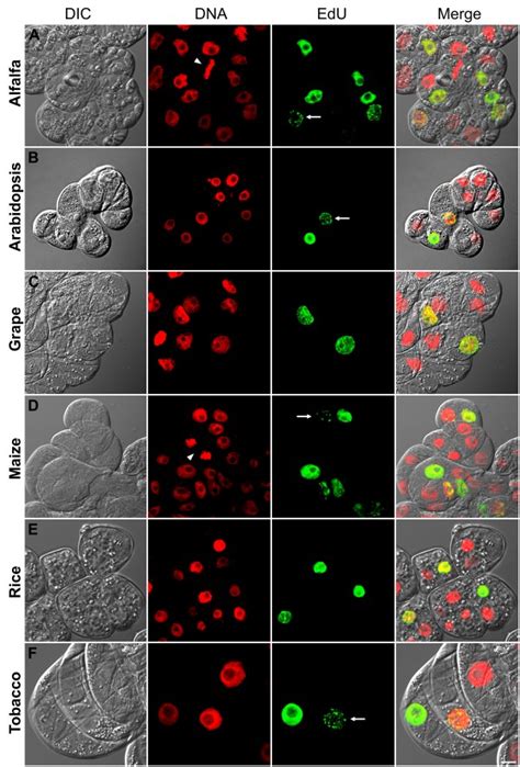 Edu Based Replication Assay On 2d Old Monocot And Dicot Plant Cultures