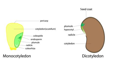 BEST Hypocotyl IMAGES STOCK PHOTOS VECTORS Adobe Stock