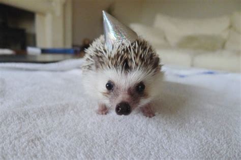 These 30 Cute Hedgehogs Will Kill You With Cuteness