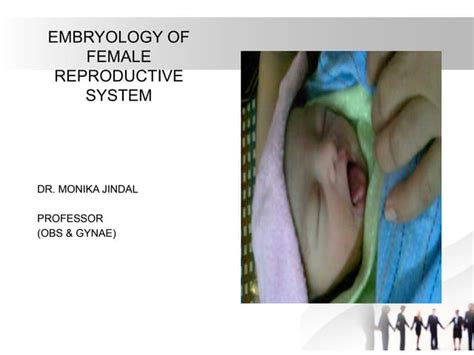 Embryology Of Female Reproductive Systempptx