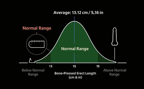 What Is The Average Penis Size