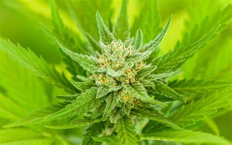 Définition Thc Tétrahydrocannabinol Futura Santé