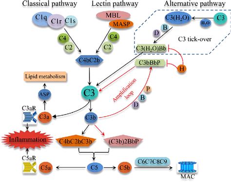 Figure 2 From The Role Of Complement In Nonalcoholic Fatty Liver