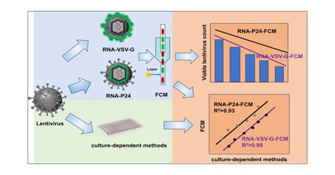 Vesicular Stomatitis Virus Glycoprotein And Lentiviral Rna Based Robust Approach For Rapid And