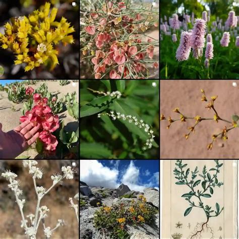 Plant Faqs Cordyline Red Sister