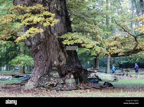 The Oldest Of The 1000 Year Old Oak Trees At The Tiergarten Park In