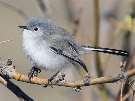 Coastal California Gnatcatcher