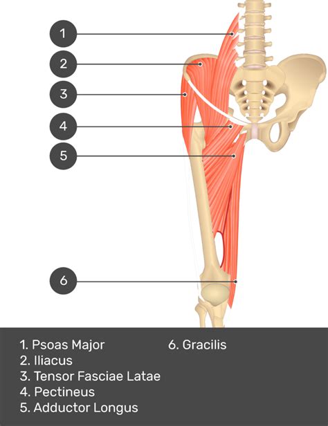 Tensor Fasciae Latae Cadaver