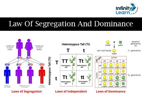 Understanding Law Of Segregation And Dominance Genetics