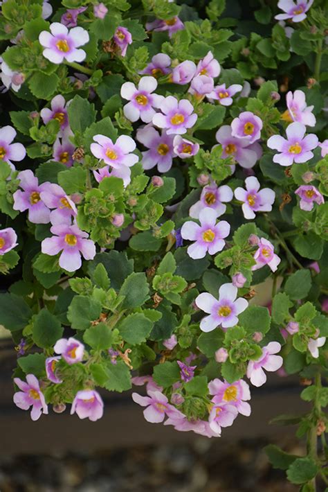 Scopia Great Pink Ring Bacopa Sutera Cordata Scopia Great Pink Ring