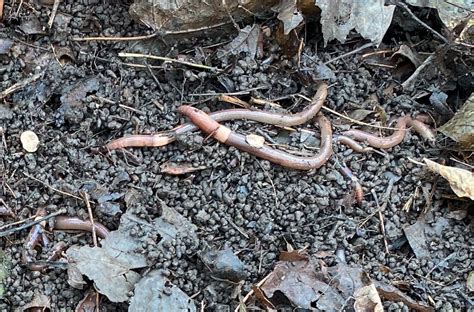 A New Invasive Species Heres What You Need To Know About Jumping Worms Gardenista