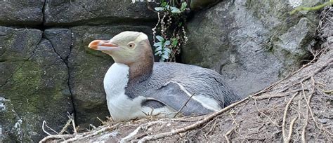Yellow Eyed Penguin Scientific Name
