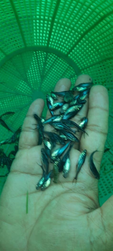 Vala Fish Seed 20 25 Degree C Packaging Size 500 Rs 29 Piece Id
