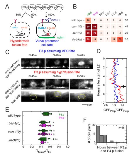 Stochastic Cell Fate Decisions In Pnp Cells Download Scientific Diagram