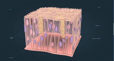 A Pseudostratified Epithelium Is A Type Of Epithelium That Thought Comprising Only A Single