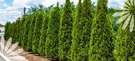 Cedar Trees For Privacy Screens 22 Best Privacy Shrubs That Grow Fast