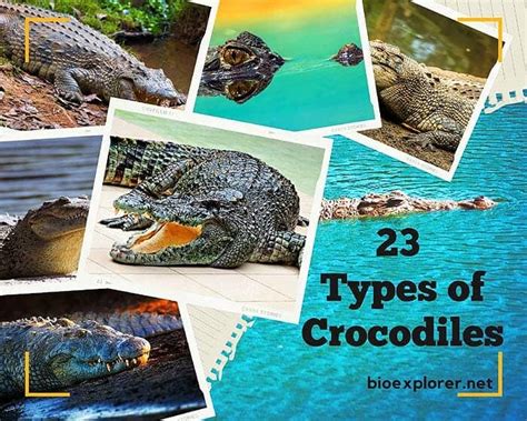 All Alligator Species
