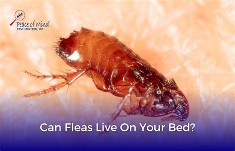Can Fleas Live On Your Bed Peace Of Mind Pest Control