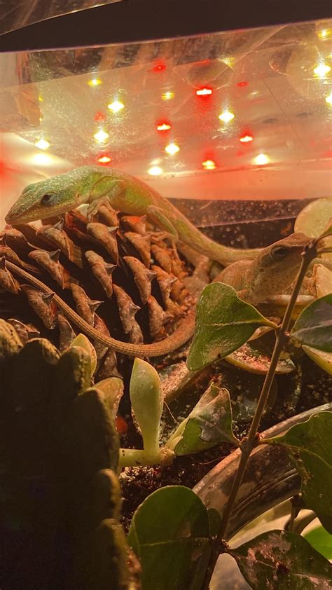 Rip Richard Squiggles 2016 2022 Ranoles