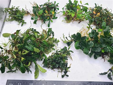 Freshwater Dwarf Shrimp And Aquarium Supplies Meadowview Aquatics