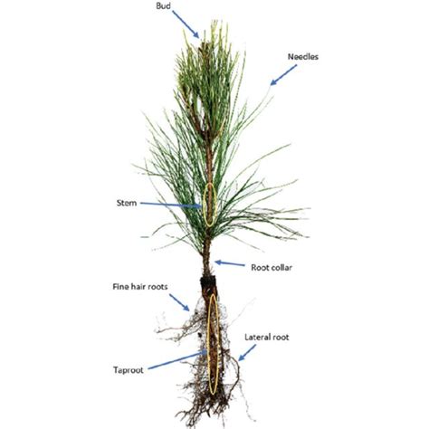 Containerized Longleaf Pine Seedling Planted ¼ ½ Inch Above Ground