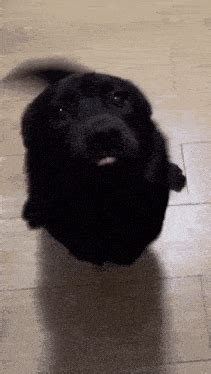 Wagging Tail S Tenor