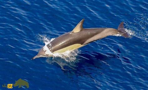 یافته‌های جدید درباره خودارضایی در حیوانات؛ عجیب‌ترین روش خودارضایی متعلق به کدام حیوان است؟