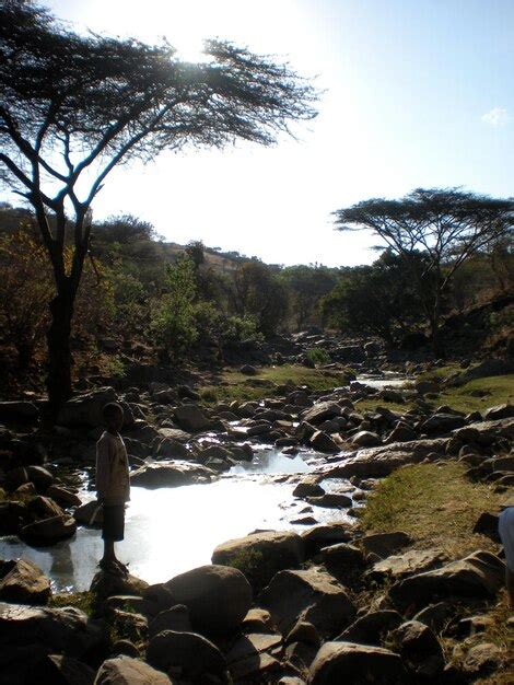 Premium Photo Stream In Forest