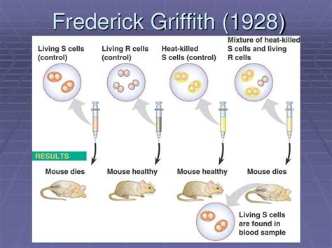 Ppt Frederick Griffith 1928 Powerpoint Presentation Free Download