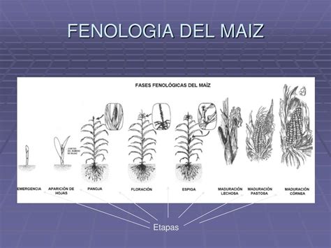Ppt Observaciones Fenologicas Powerpoint Presentation Free Download