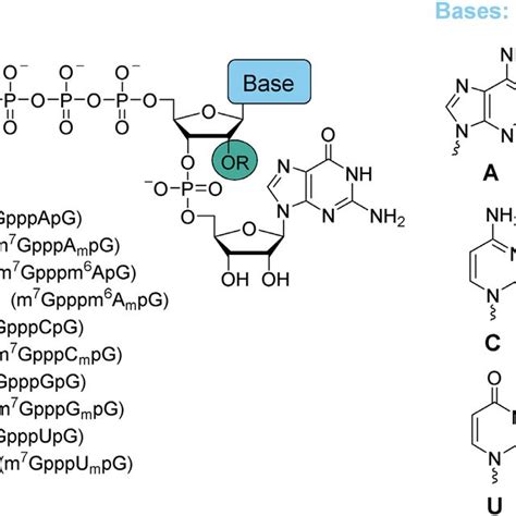 Interaction Of Trinucleotide Cap Analogues With Eif4e A