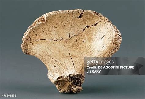 Reconstruction Of A Pelvic Bone Of Australopithecus Africanus From