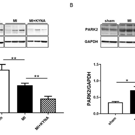 Mitophagy Protein Markers Protein Expression Levels Using Western Blot Download Scientific