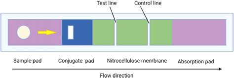 Schematic Diagrams Of The Immunochromatographic Test Strip Download Scientific Diagram