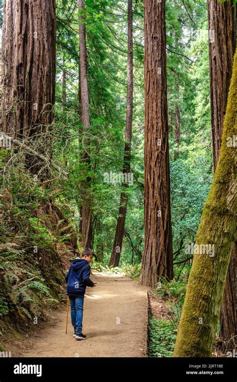 People Walking Along A Trail Past Giant Redwood Sequoia Trees Through