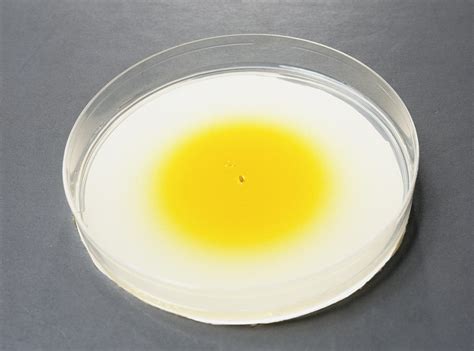 Diffusion In Agar Photograph By Andrew Lambert Photography Fine Art America