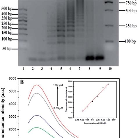 A Agarose Gel 2 Analysis Of Different Concentrations Of H0 On Hcr