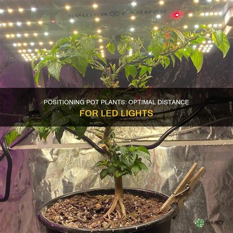 Positioning Pot Plants Optimal Distance For Led Lights Shuncy