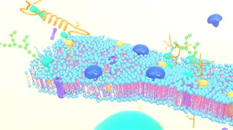 Cell Membrane Diagram D Model Animated CGTrader