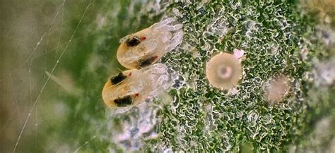 Hoe Kom Je Van Spinmijt Af