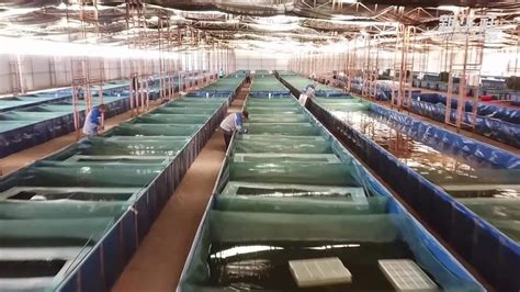 江苏灌云：立体生态养殖小龙虾 亩均收益超8000元凤凰网资讯凤凰网