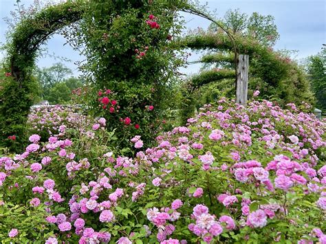 Conard High School Girls Conard High School Girls Soccer